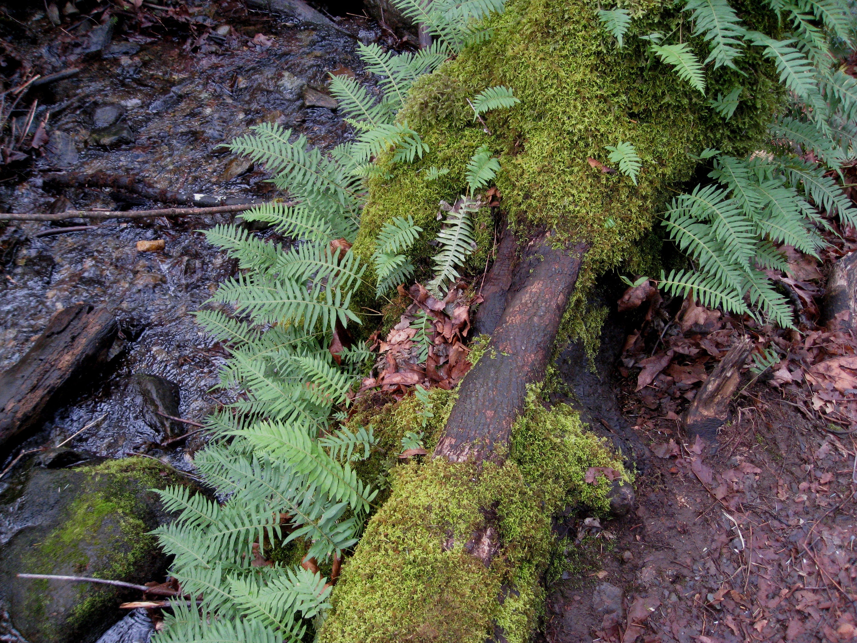Licorice Fern Live Plant | Etsy