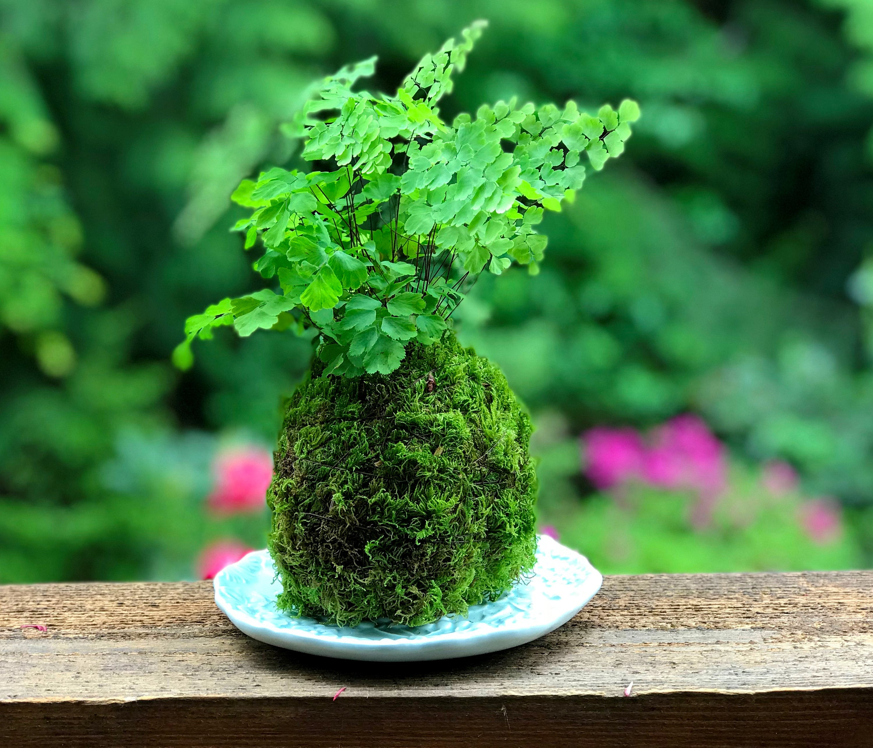Traditional Japanese "kokedama" – Handmade With Live Sheet Moss - Etsy