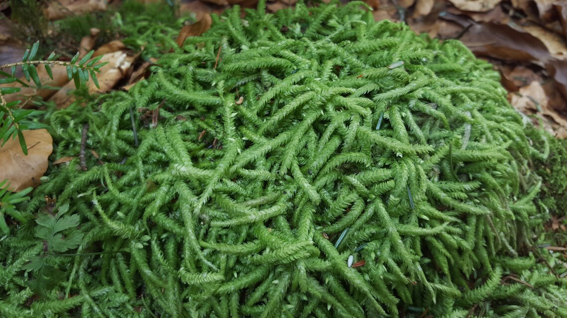 Live Moss Waved Silk-moss/wavy-leaved Cotton Moss - Etsy