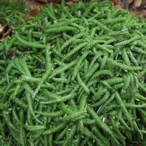 Live Moss - Waved Silk-moss/wavy-leaved Cotton Moss (plagiothecium ...