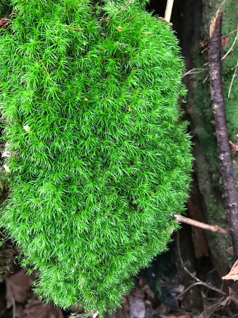 Live Mood Cushion Moss Dicranum Scoparium for Terrariums - Etsy