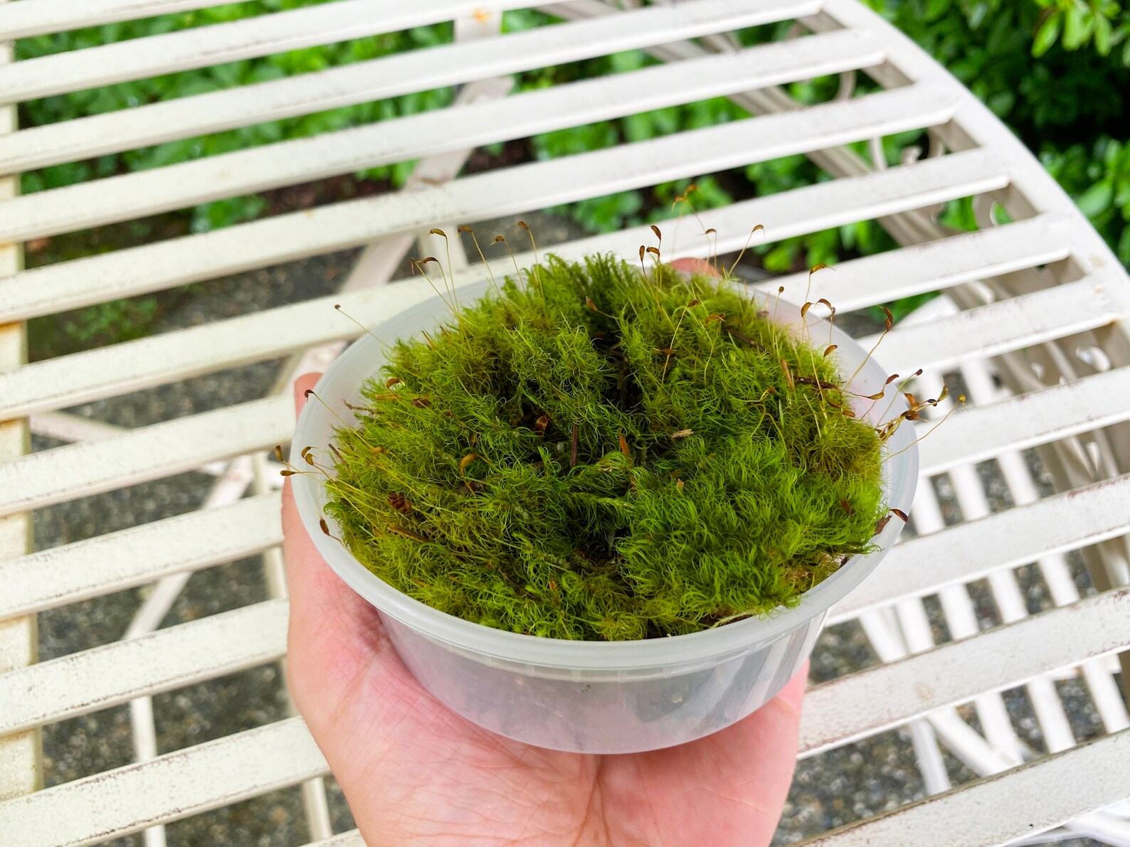 Live Mood Cushion Moss Dicranum Scoparium for Terrariums - Etsy