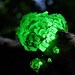 Glow in the Dark Mushroom Panellus Stipticus Bioluminescent Habitat Log ...
