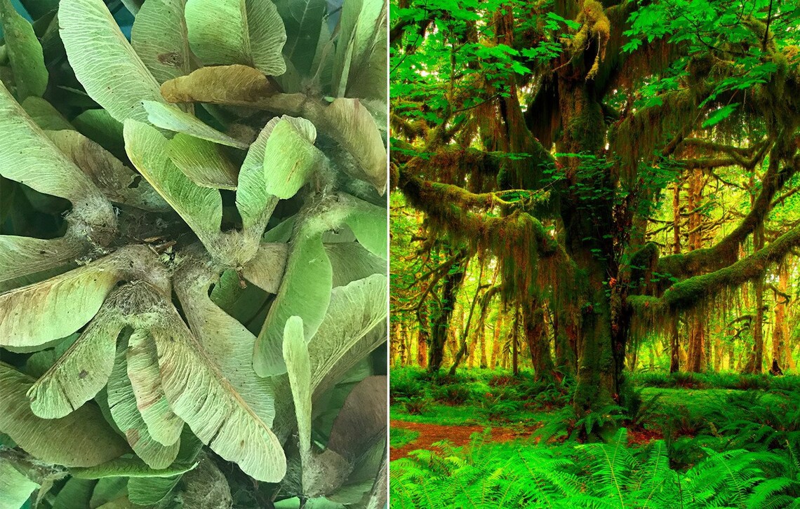 15 Bigleaf Maple Seeds acer Macrophyllum - Etsy