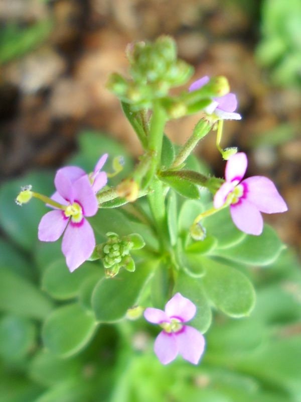 Stylidium Debile frail Triggerplant Easy to Grow - Etsy