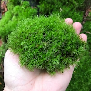 Live Mood Cushion Moss Dicranum Scoparium for Terrariums - Etsy