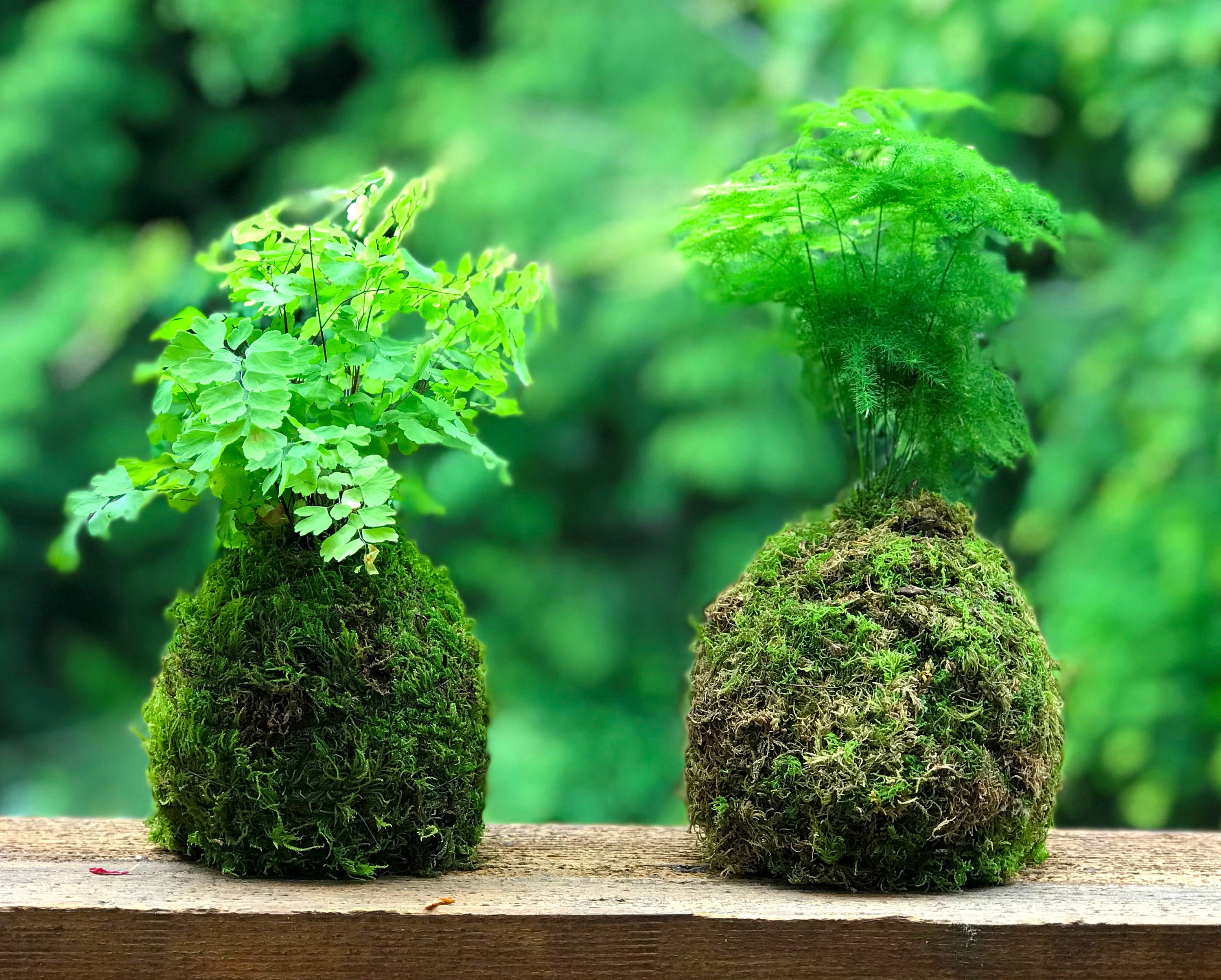 Traditional Japanese "kokedama" – Handmade With Live Sheet Moss - Etsy