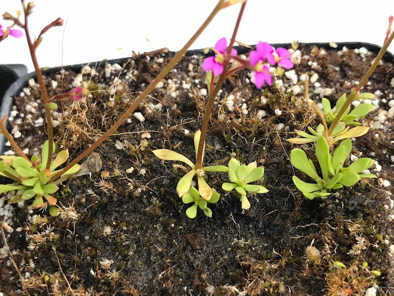 Stylidium Debile frail Triggerplant Easy to Grow - Etsy