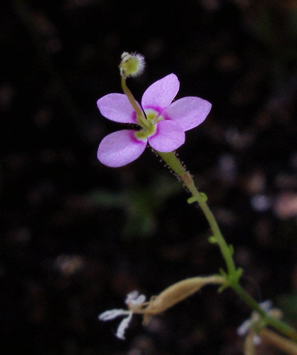 Stylidium Debile frail Triggerplant Easy to Grow - Etsy