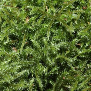 Live Lanky Moss/feather Moss - Rhytidiadelphus Loreus - for Terrariums ...