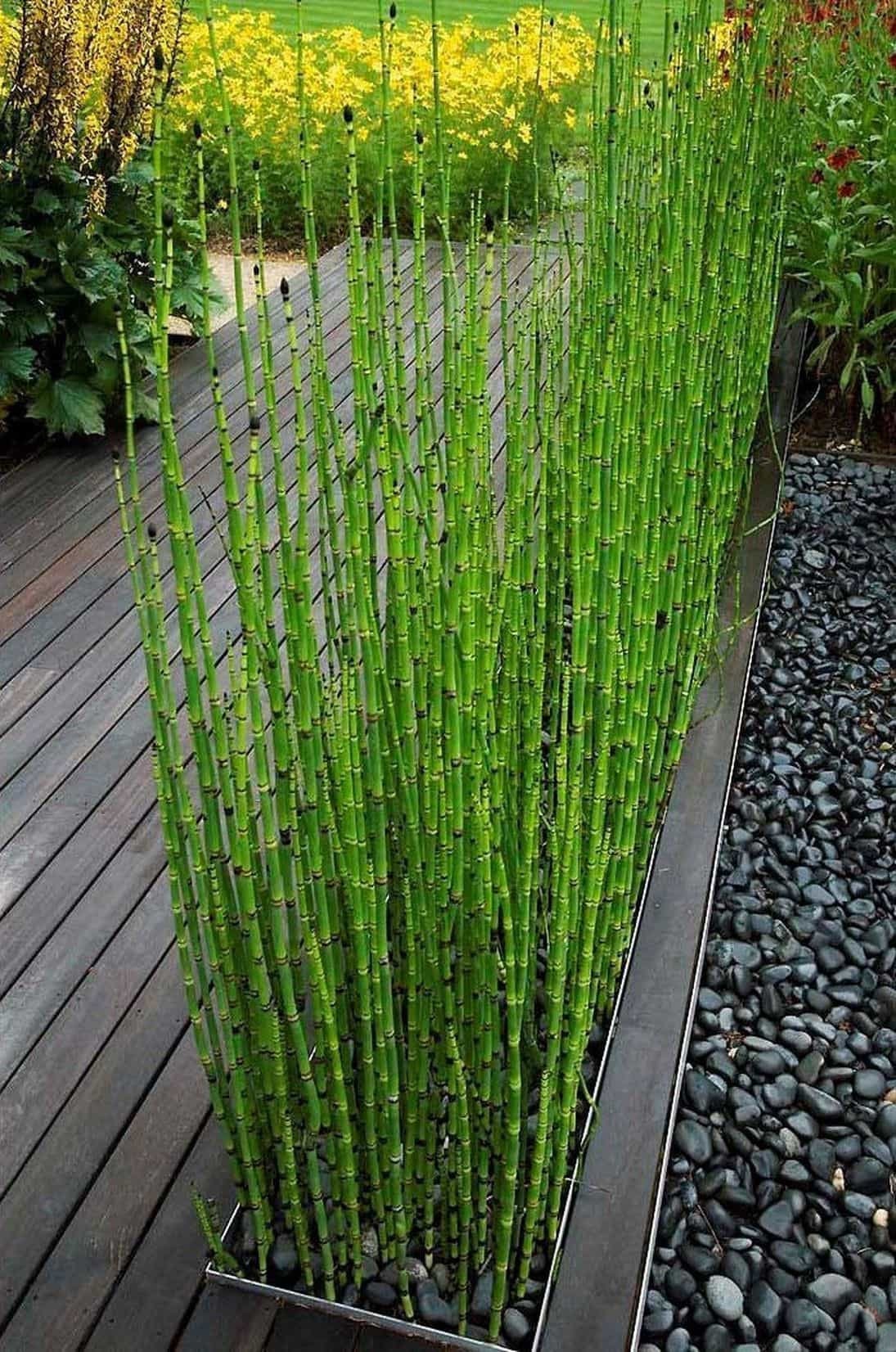 Equisetum Hyemale Miniature Bamboo Plant (scouring Rush, Rough ...