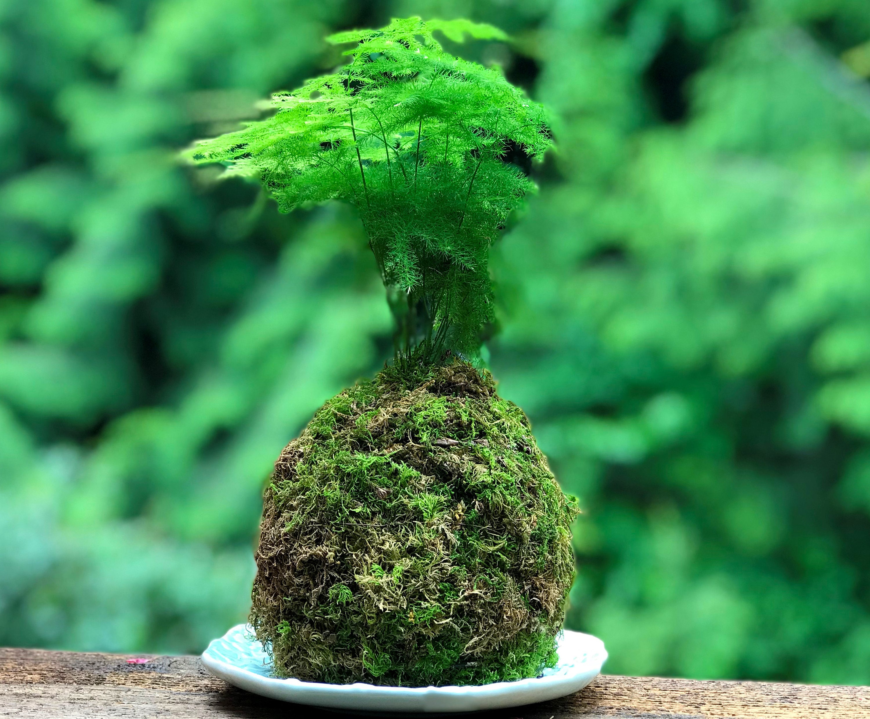 Traditional Japanese "kokedama" – Handmade With Live Sheet Moss - Etsy