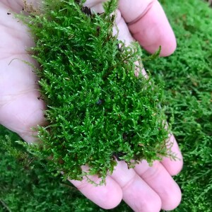 Live Sheet Moss - for Terrariums, Vivariums, Moss Gardens - Etsy