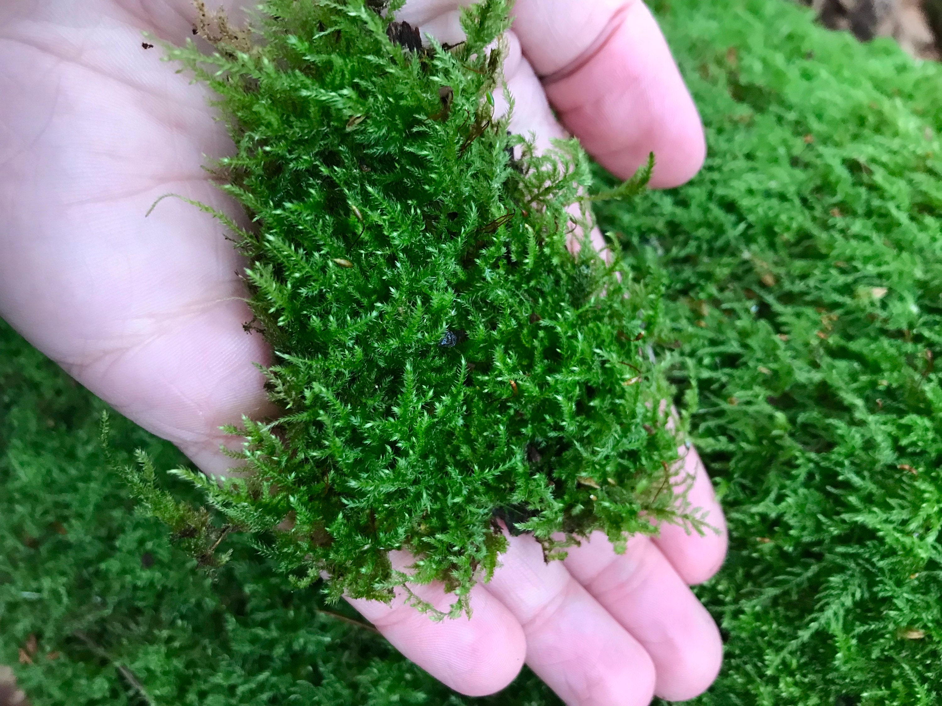 Live Sheet Moss for Terrariums Vivariums Moss Gardens - Etsy