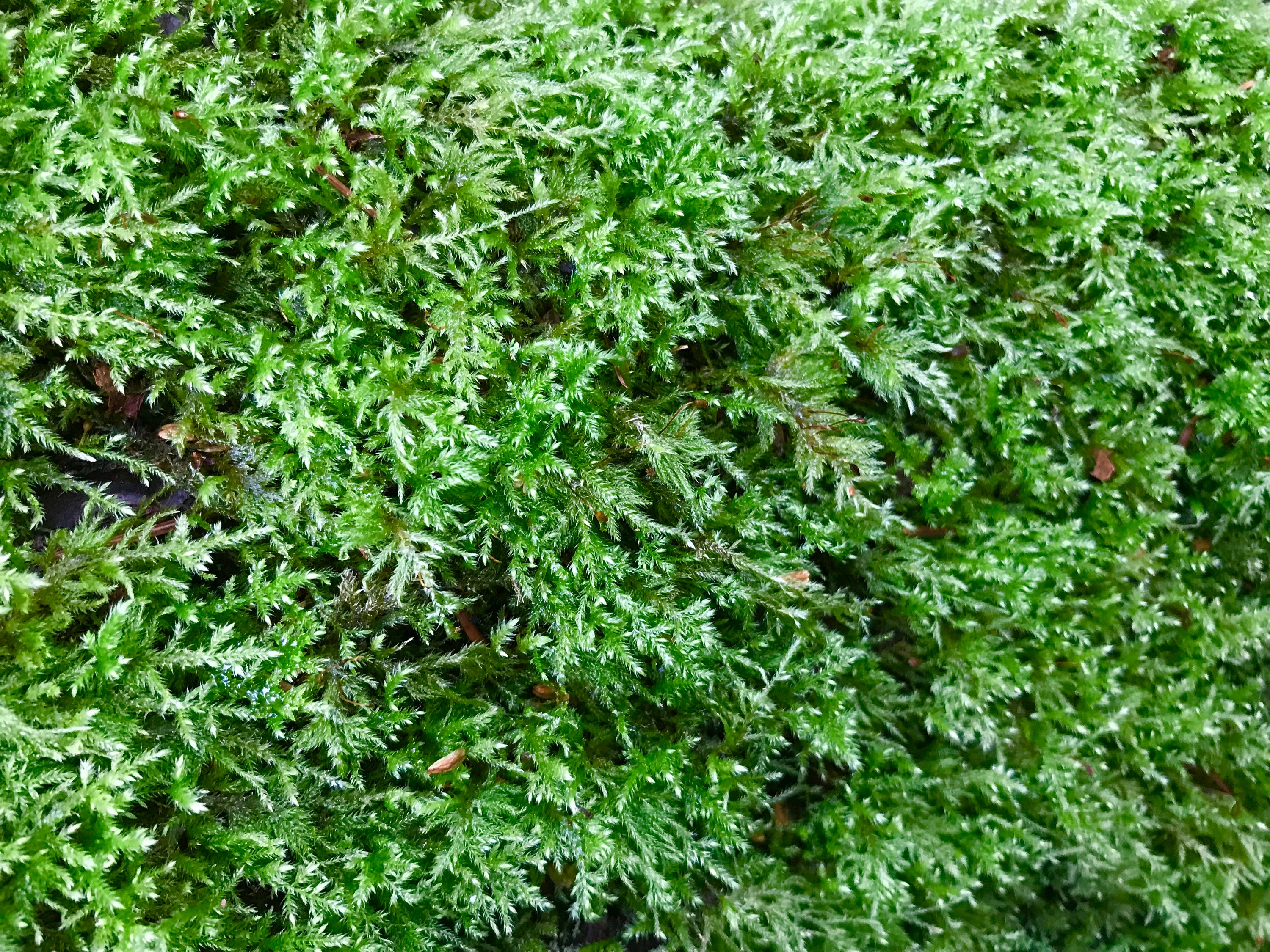 Live Sheet Moss for Terrariums Vivariums Moss Gardens - Etsy