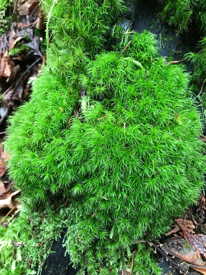 Live Mood Cushion Moss Dicranum Scoparium for Terrariums - Etsy