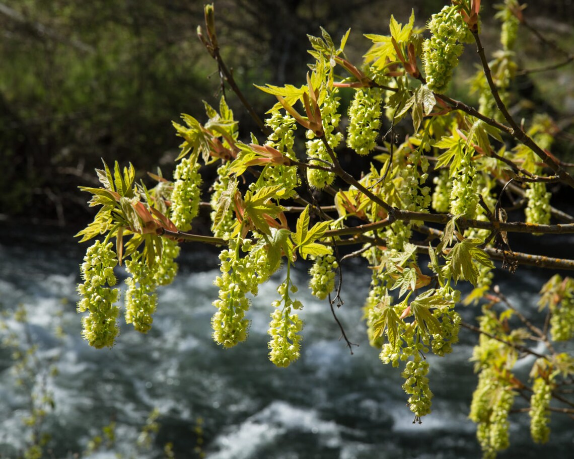 15 Bigleaf Maple Seeds acer Macrophyllum - Etsy