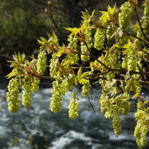 15 Bigleaf Maple Seeds (acer Macrophyllum) - Etsy