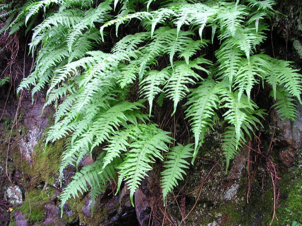 Licorice Fern Live Plant - Etsy