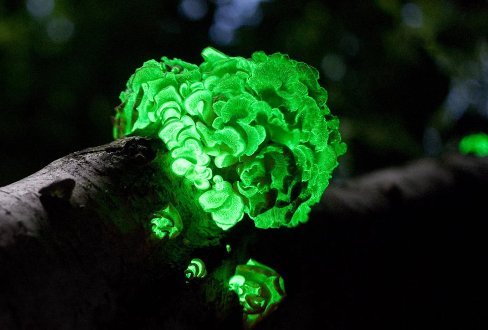 Glow in the Dark Mushroom Panellus Stipticus Bioluminescent Habitat Log ...