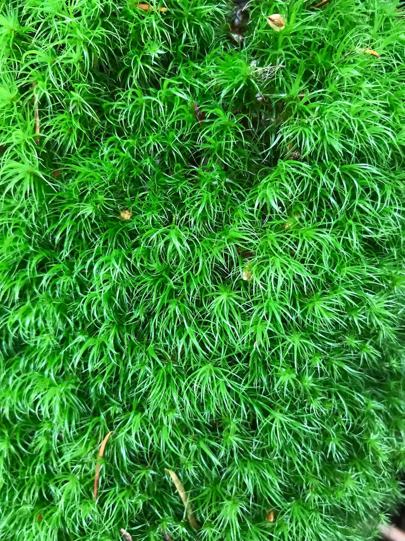 Live Mood Cushion Moss Dicranum Scoparium for Terrariums - Etsy