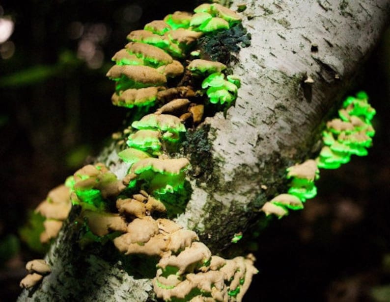 Glow in the Dark Mushroom Panellus Stipticus Bioluminescent Habitat Log ...