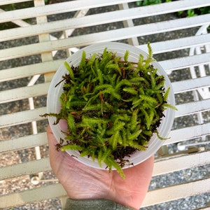 Live Moss - Waved Silk-moss/wavy-leaved Cotton Moss (plagiothecium ...
