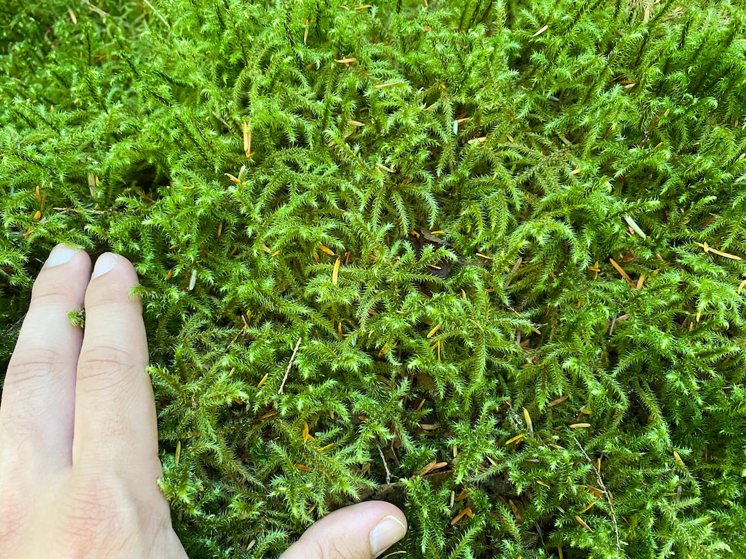 Live Lanky Moss/feather Moss - Rhytidiadelphus Loreus - for Terrariums ...