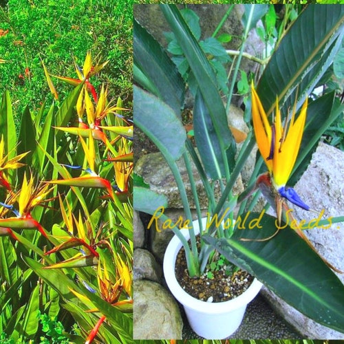 Seeds Beautiful Strelitzia Reginae DWARF Variety of Bird of | Etsy