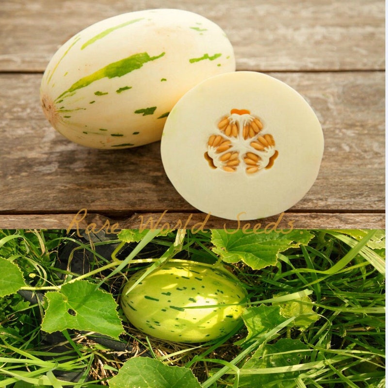 Snow Leopard Melon Seeds - Etsy