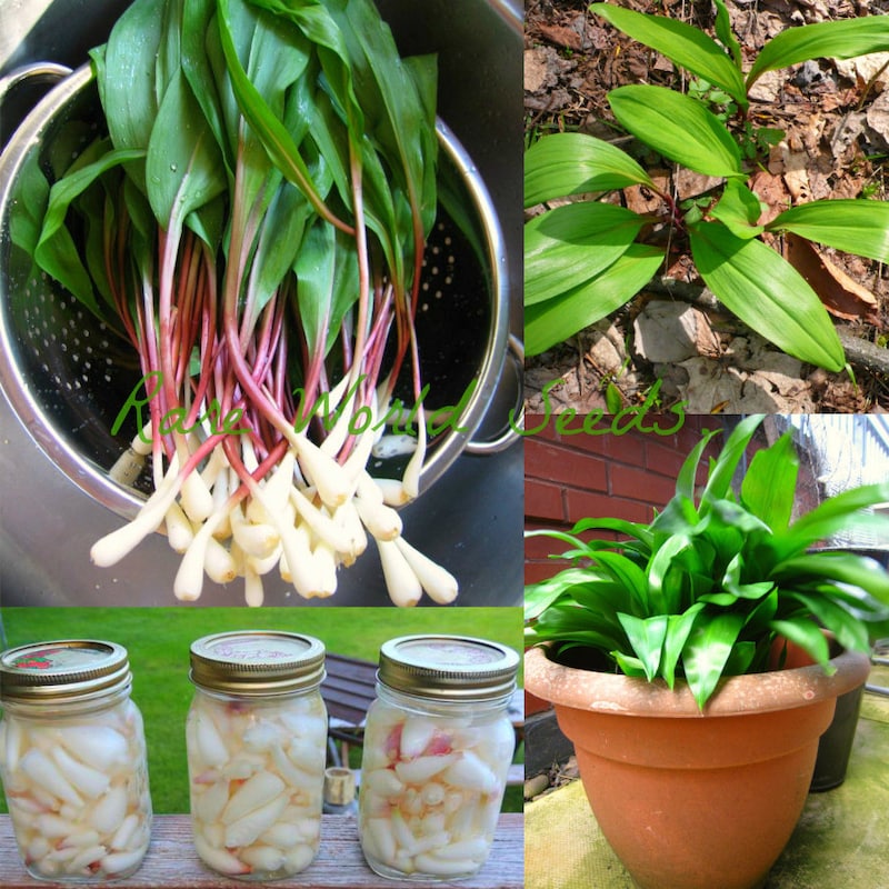 Wild Garlic - Etsy