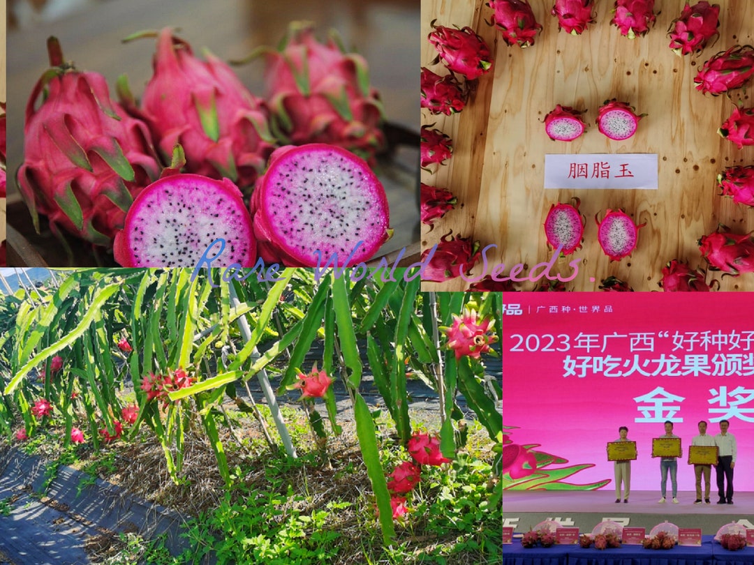 Chinese Pitaya ‘red Jade’ Winner of the 2023 ‘delicious Dragon Fruit ...
