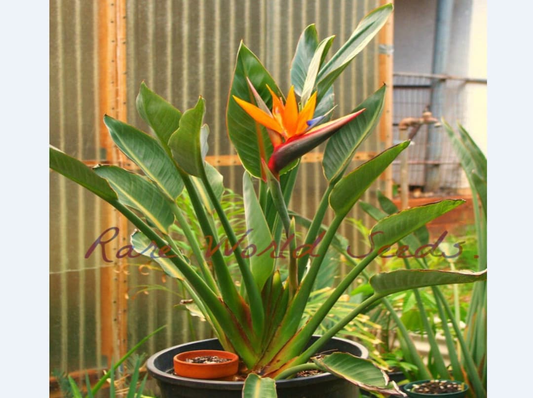 Seeds. Beautiful Strelitzia Reginae Rare DWARF Variety of Bird of ...