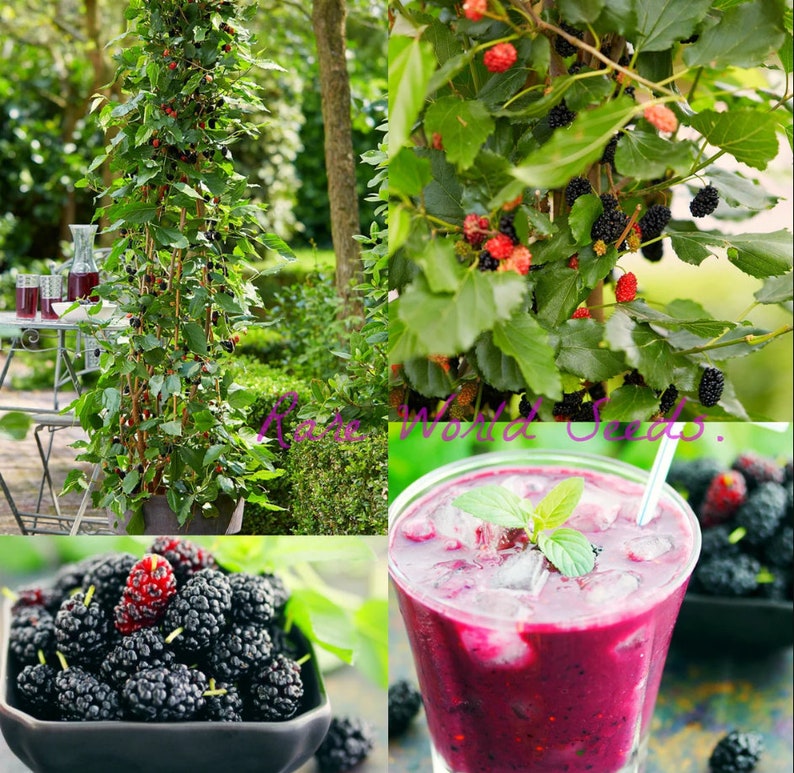 Seeds. Dwarf Mulberry 'charlotte Russe' Mojo Berry (morus Nigra) Ideal ...