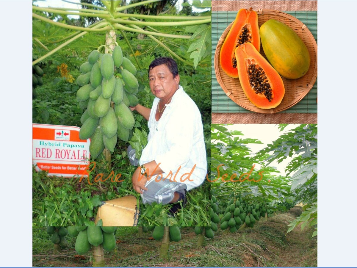 Seeds. Carica Papaya "red Royale" DWARF Fruits Harvested 7 Months From Planting! the Most ...