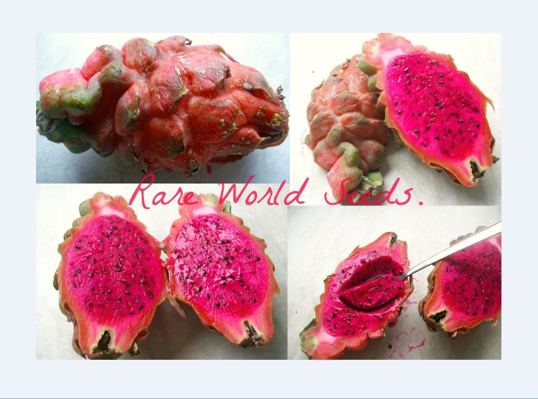 Seeds. Very Rare! Deep RED Megalanthus Natural Hybrid 'red Baron ...