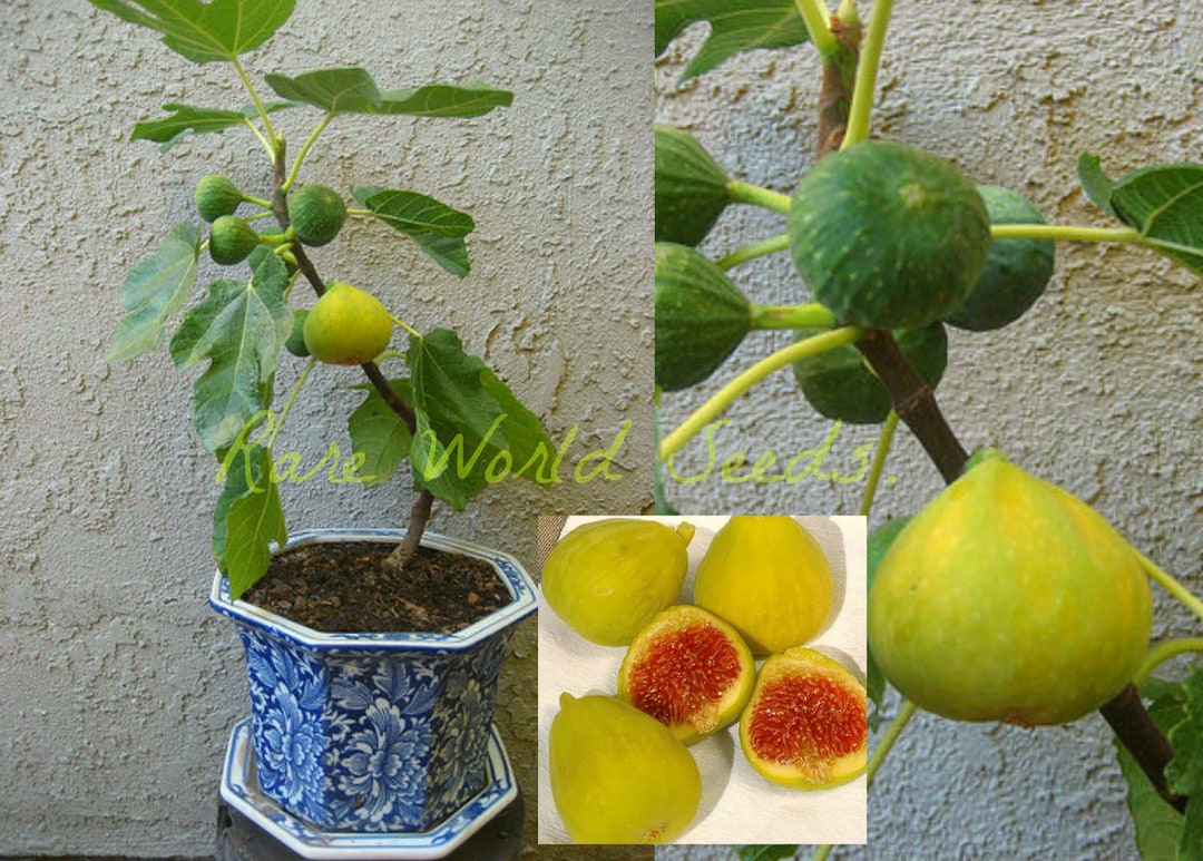 Seeds. SUPER DWARF! Fig ‘desert King’ (ficus Carica)beautiful Fruits ...