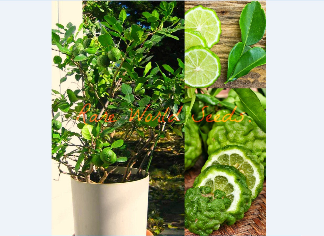 Seeds. Mini KAFFIR Lime, Grows to 2-4' in Pot! the Leaves and Rind Have ...