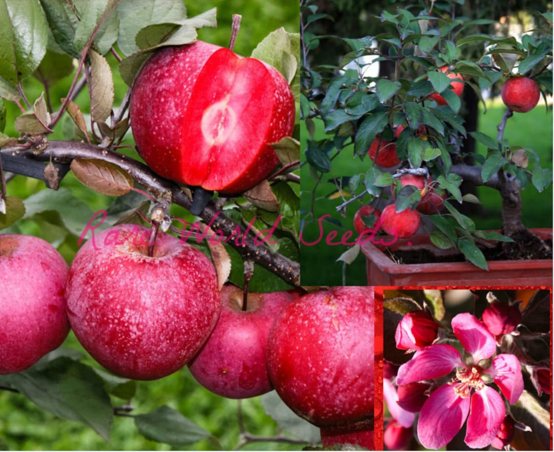Seeds. Unique Apple Tree! 'baya Marisa' Self-fertile! Fruit Has Red ...