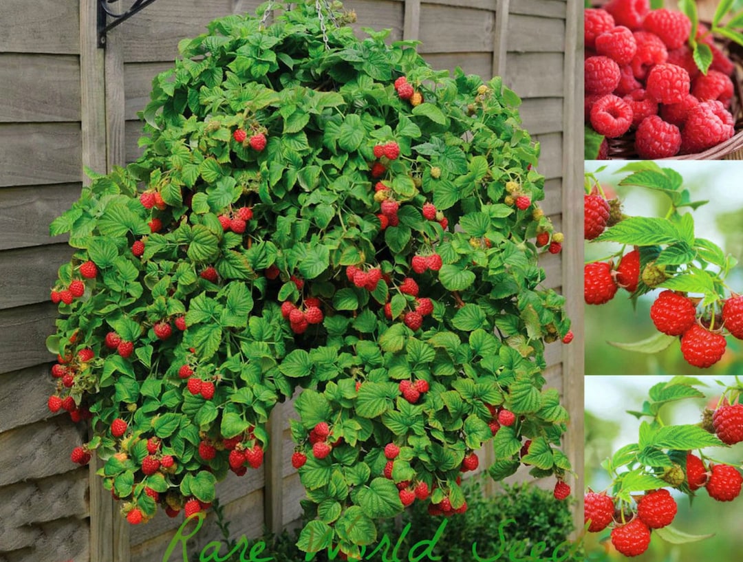 Seeds. UNUSUAL! Trailing Raspberry 'ruby Falls' (rubus Idaeus) Hanging ...