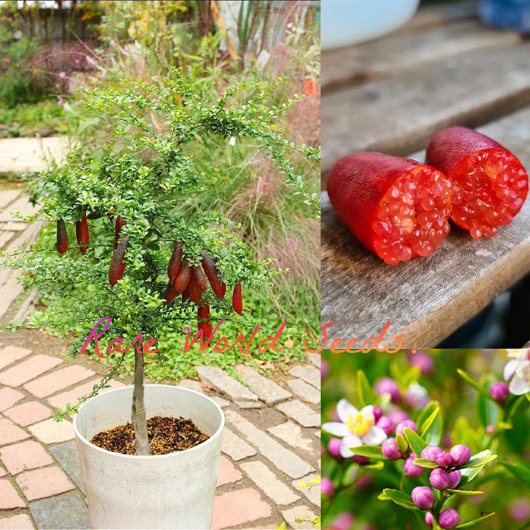 Hard to Find Seeds: DWARF Red Finger Lime red Champagne Citron Caviar citrus Australasica ...