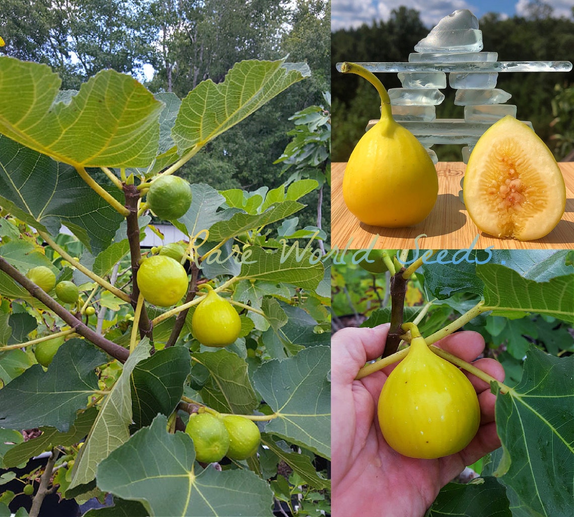 Large Yellow Fig ‘yellow Longneck’ (ficus Carica) Vigorous Grower and ...