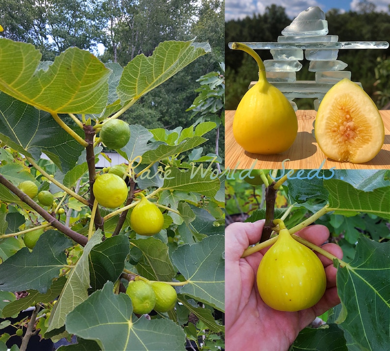 Large Yellow Fig ‘yellow Longneck’ (ficus Carica) Vigorous Grower and ...