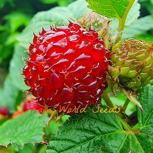 From Japan VERY RARE: 'hararasp' (raspberry Tree) Raspberries Growing ...