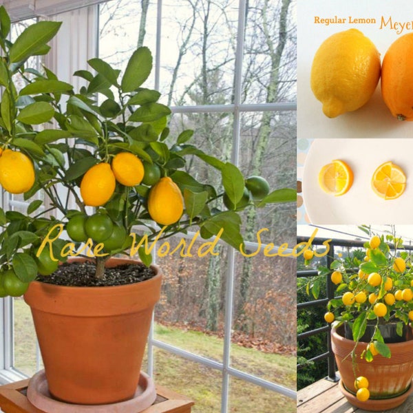 Dwarf Meyer Lemon Tree - Etsy