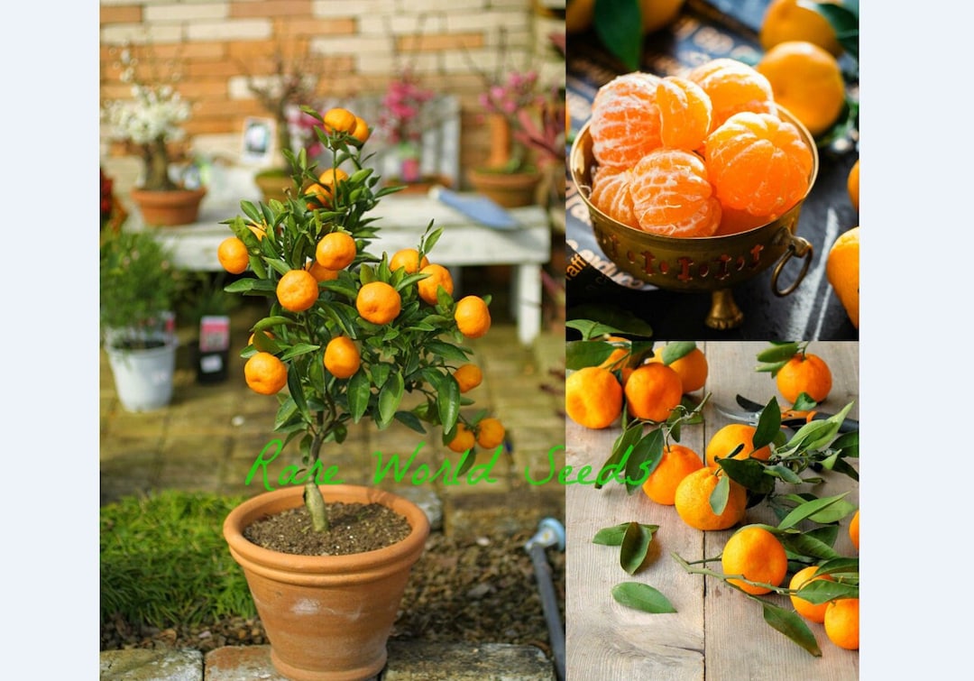Seeds. Miniature Table Top Mandarin Orange 'gold Nugget’ (citrus ...