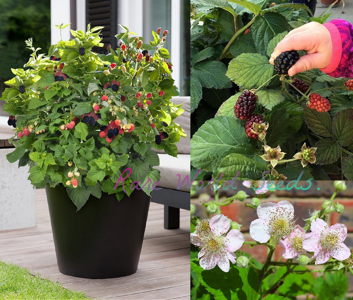 SEEDS: Blackberry 'patio Black' Extremely Robust and Hardy. Thrives ...