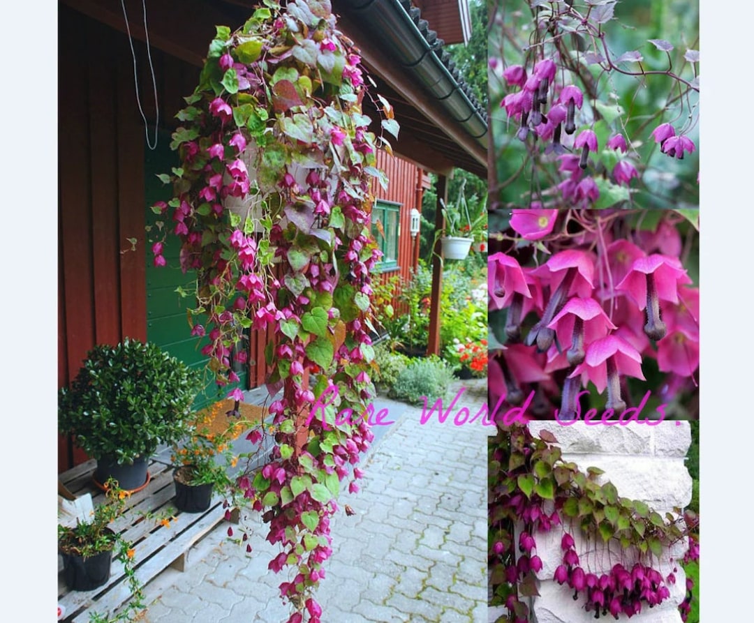 Seeds. Rare and Beautiful! Purple Bell Vine 'rhodos' Rhodochiton ...