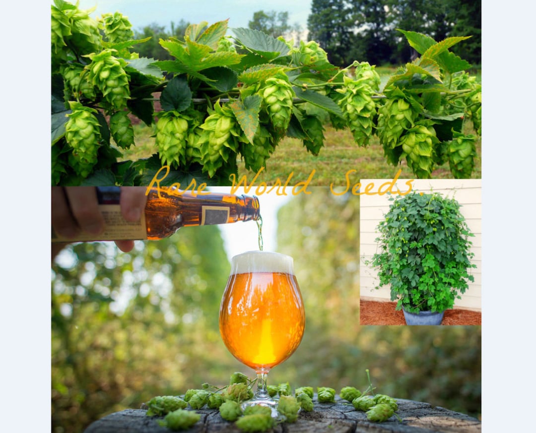 High Quality Hop ‘aramis’ (humulus Lupulus) in the Top 10 Varieties ...
