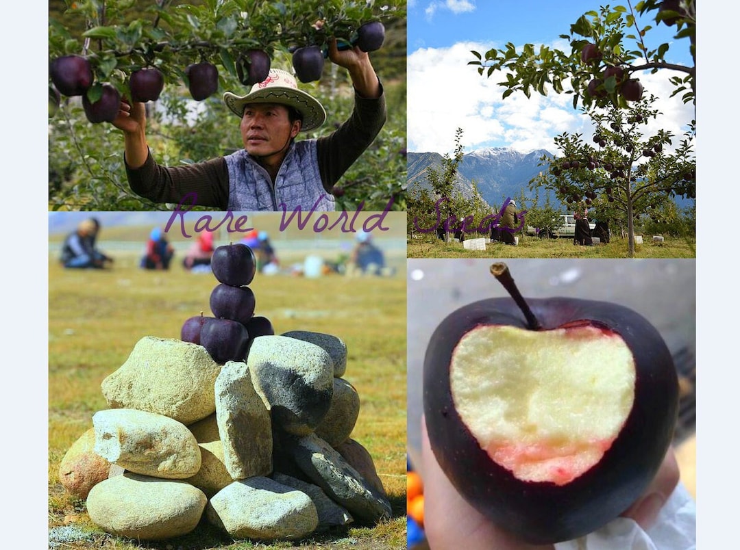 Seeds. From Tibet EXTREMELY RARE: 'black Diamond' Apple, Also Known as ...